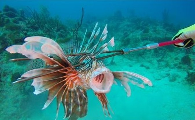 Tips and Techniques for Spearfishing – Bareboat Gear